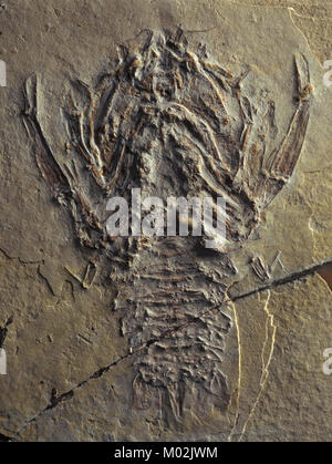 Fossil: Eryon arctiformis Crustáceo JURÁSICO Stock Photo - Alamy