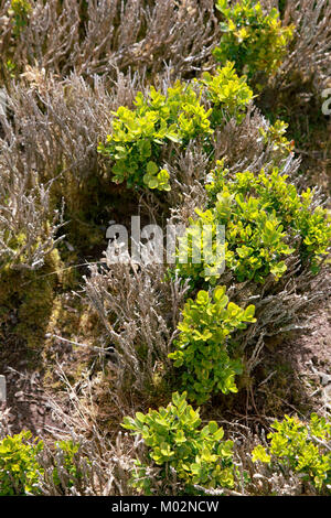 box blight,buxus hedge,box hedge,diseased,damage,damaged,blighted ...