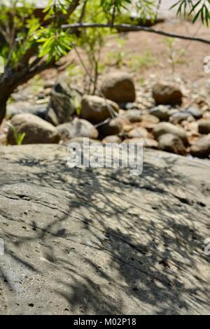 Eucalyptus forest at Alligator Creek, Mount Elliot, Bowling Green Bay ...