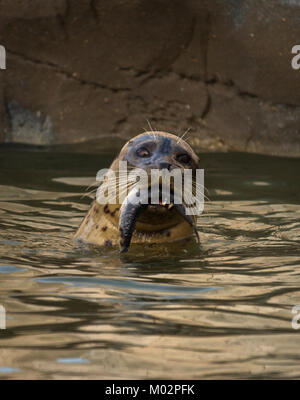 A fish poking it's head out of the water Stock Photo - Alamy