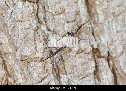 Female Darwin Wasps Neoxorides nitens (Ichneumon) fighting over ...