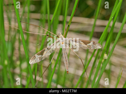 Tipula maxima cranefly. Largest British crane-fly in the family ...