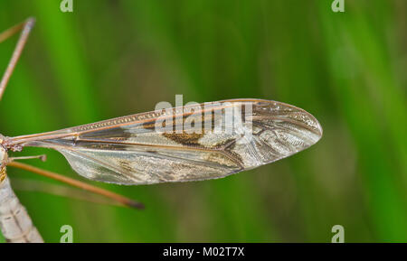 Tipula maxima cranefly. Largest British crane-fly in the family ...