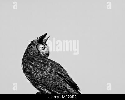 Great Horned Owl looking backwards on a tree stump in a snowy forest ...