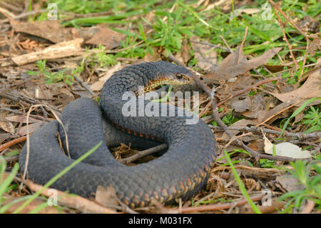 Copperhead snake Austrelaps superbus Photographed in Tasmania ...