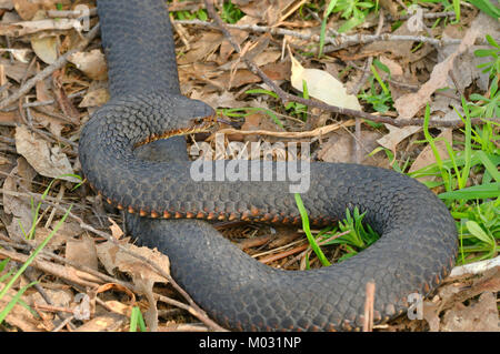 Copperhead snake Austrelaps superbus Photographed in Tasmania ...