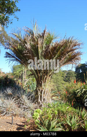 Butia capitata, also known as the jelly palm, is shown in Glendurgan ...