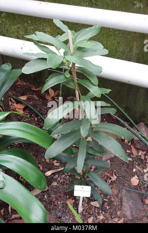 Brexia madagascariensis is a plant species native to Madagascar ...