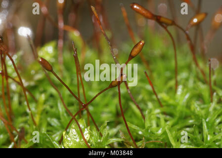Bryoerythrophyllum recurvirostrum is a species of moss known for its ...