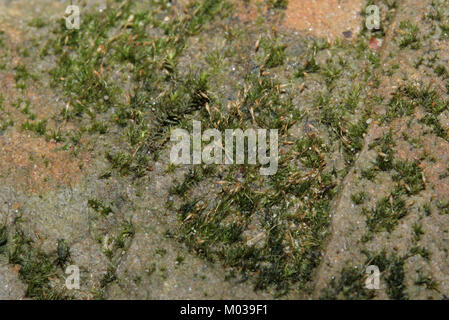 Campylostelium saxicola is a species of moss found in rocky ...