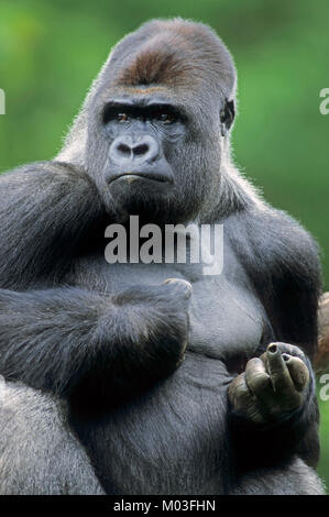 Mature Western lowland silverback gorilla scratching his chin ...
