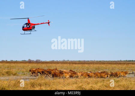 HELICOPTER MUSTERING CATTLE Stock Photo - Alamy