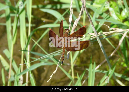 Indonesian Red-winged Dragonfly, Neurothemis terminata, Klungkung, Bali ...
