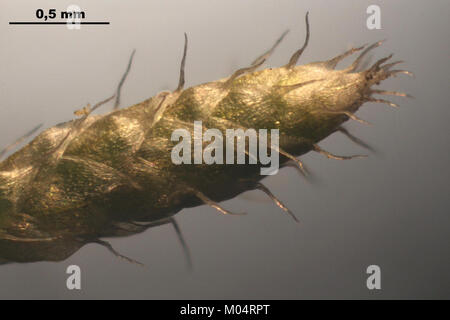 Bryum argenteum, commonly known as the silver thread moss, is a species ...