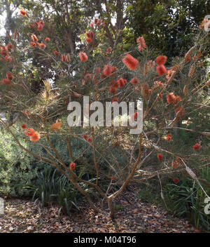 The Callistemon, also known as bottlebrush, is a flowering plant found ...