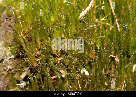 Campylopus introflexus is a species of moss known for its distinctive ...