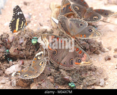This image features a Tropical Buckeye butterfly (Junonia evarete ...