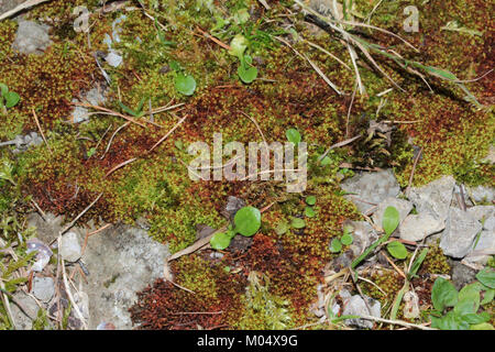 Bryoerythrophyllum ferruginascens is a species of moss in the family ...