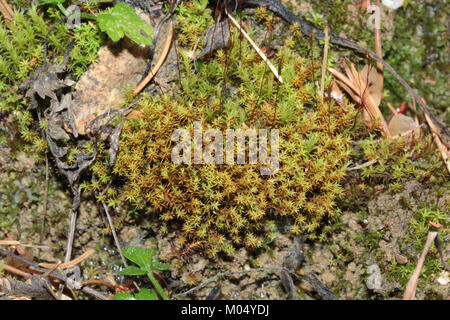 Bryoerythrophyllum ferruginascens is a species of moss in the family ...