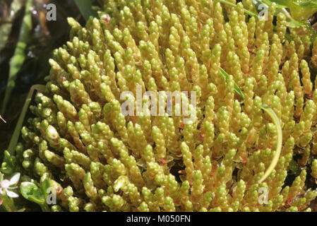 Bryum schleicheri is a species of moss, known for its unique growth ...