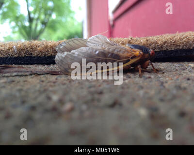 Brood V refers to a group of 17-year periodical cicadas (Magicicada ...