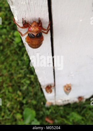 Brood V of the 17-year periodical cicadas, also known as Magicicada ...