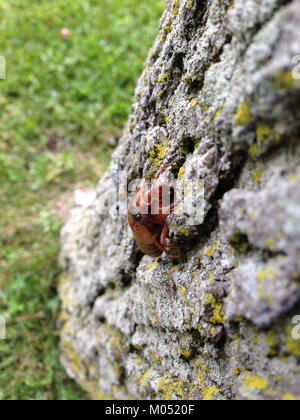 Brood V of Magicicada, a group of periodical cicadas, emerges once ...
