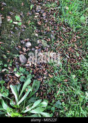 Brood V is a group of 17-year periodical cicadas, known for their ...
