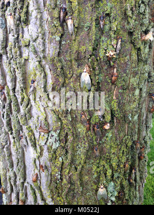 Brood V refers to a specific population of periodical cicadas, which ...