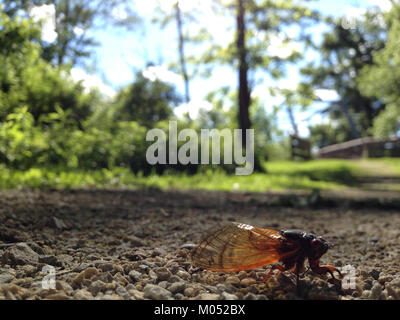 This image depicts Brood V of the 17-year periodical cicadas, known for ...