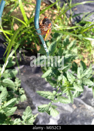 Brood V is a group of periodical cicadas (Magicicada) that emerge once ...