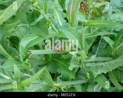 Brood V is a group of 17-year periodical cicadas, known for their ...