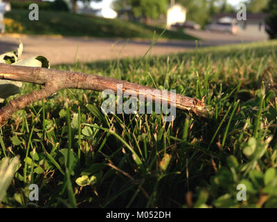 Brood V consists of 17-year periodical cicadas that last emerged in ...