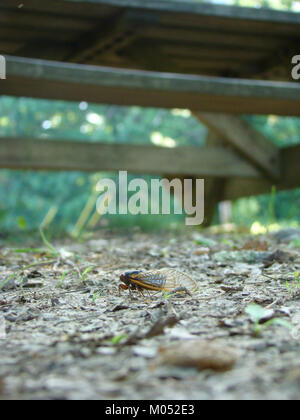 Brood V is a group of periodical cicadas that emerge every 17 years ...