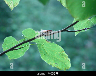 This image shows Brood V, a group of 17-year periodical cicadas ...