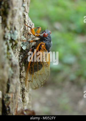 Brood V refers to a population of 17-year periodical cicadas ...
