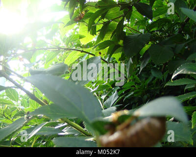 This image depicts Brood V of the 17-year periodical cicadas, which ...