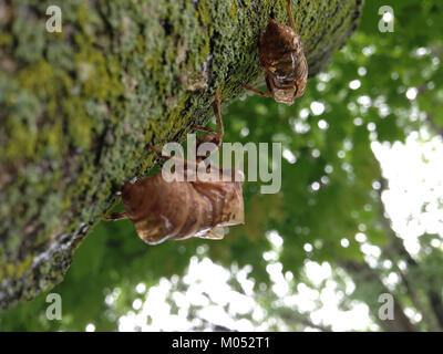 Brood V of the 17-year Magicicada periodical cicadas is a natural ...