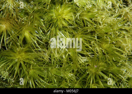 Campylopus fragilis is a species of moss commonly found in temperate ...