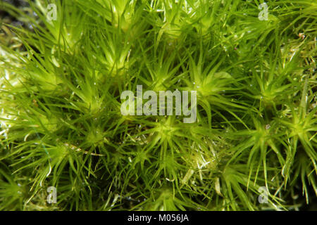 Campylopus fragilis is a species of moss commonly found in temperate ...