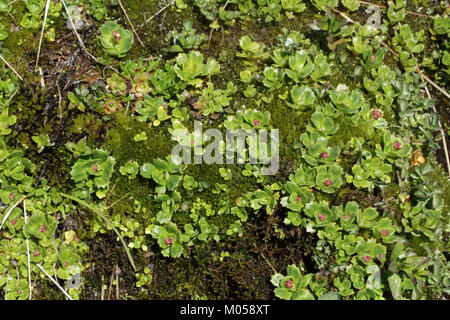 Bryum schleicheri is a species of moss, identified and cataloged for ...