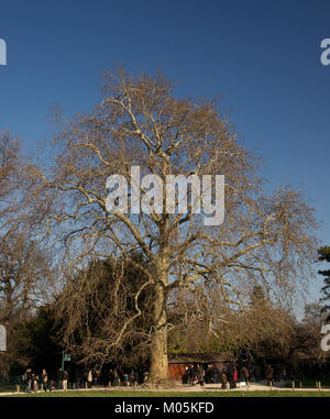 plane tree (Platanus) in winter Stock Photo - Alamy