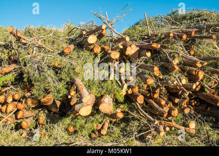Stack of timber from forestry works Stock Photo - Alamy