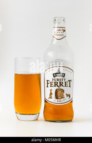Bottle of Badger Fursty Ferret beer brewed at Hall Woodhouse Blandford ...