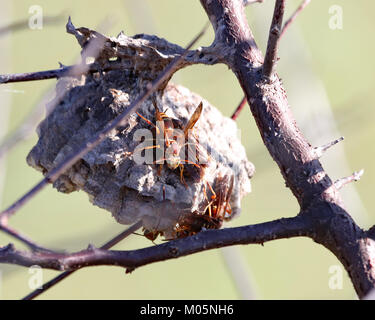 A nest or hive of Large Paper Wasps, Polistes gallicus, striped yellow ...