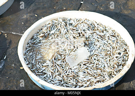 "Cicinielli" : small fishes in a box in Naples, Italy - fish market ...