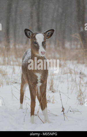 Piebald white-tailed deer (Odocoileus virginianus). Fort Snelling state ...