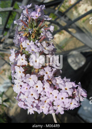 Butterfly Bush (Buddleja crispa) flowering in summer Stock Photo - Alamy
