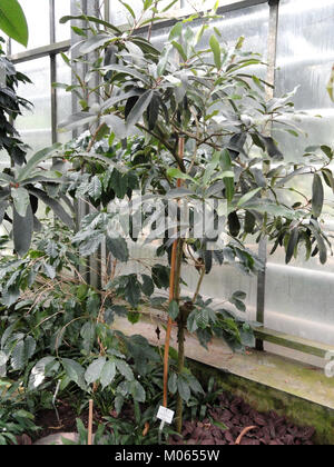 Brexia madagascariensis is a plant species native to Madagascar ...