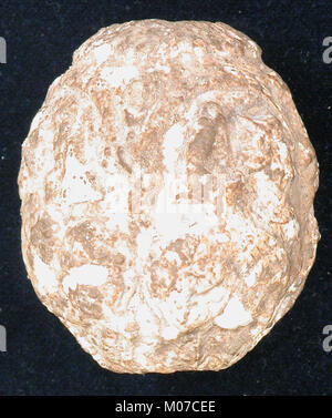 This stone mace head was used in ancient combat, reflecting functional ...